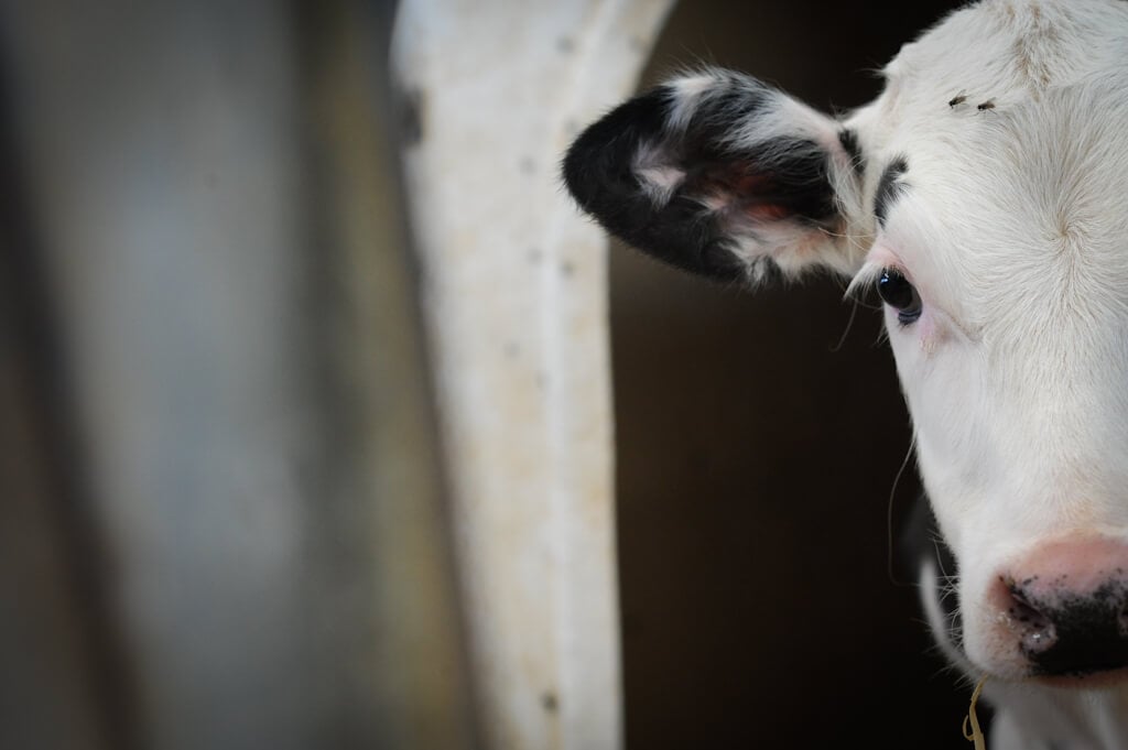 Investigating Halal Meat - Animals in Islam